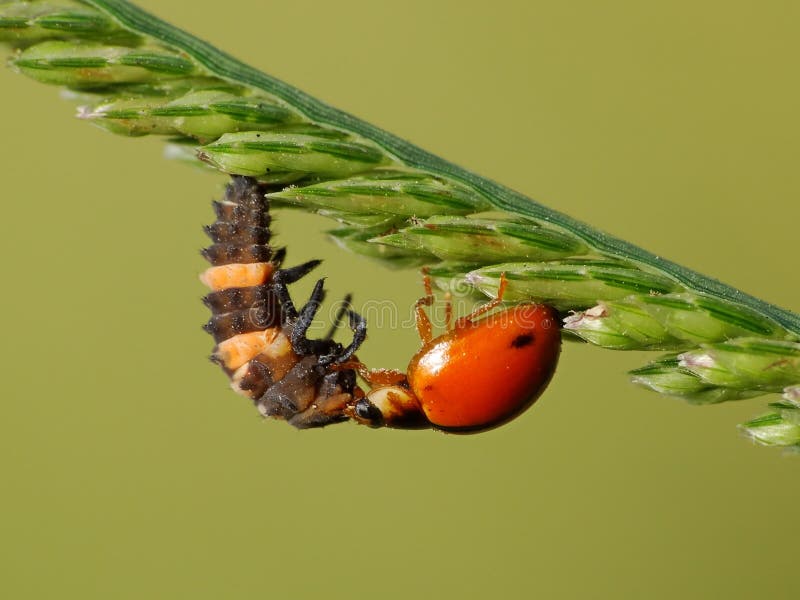 Insect Activity in daily Life Stock Photo - Image of great, head: 181190046