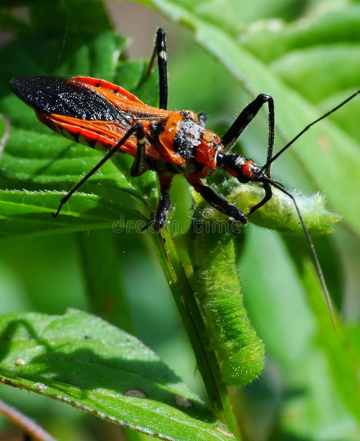 Insect Activity in daily Life Stock Image - Image of forest, closeup ...