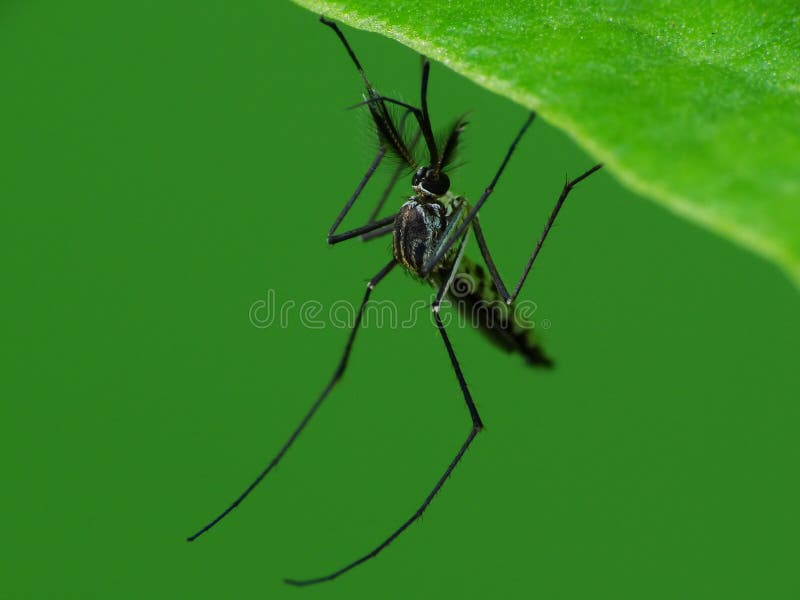 Insect Activity in daily Life Stock Photo - Image of cling, background ...