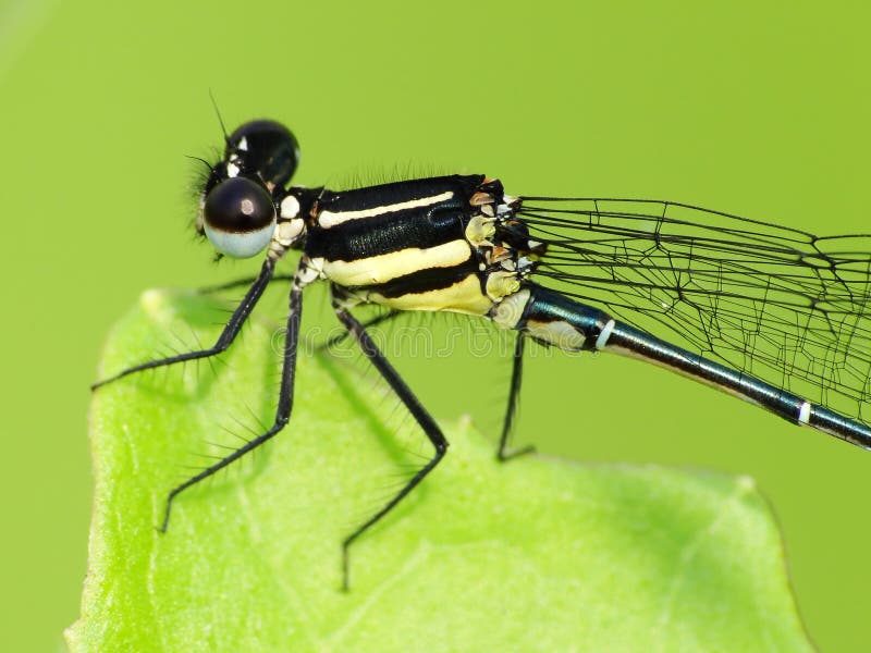 Insect Activity in daily Life Stock Photo - Image of flies, butterfly ...