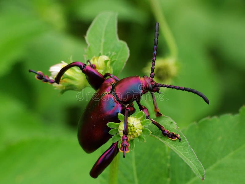 Insect Activity in daily Life Stock Image - Image of green, butterfly ...