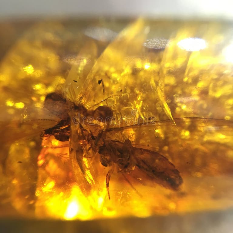 Insects inside the amber stock photo. Image of bright - 150515554