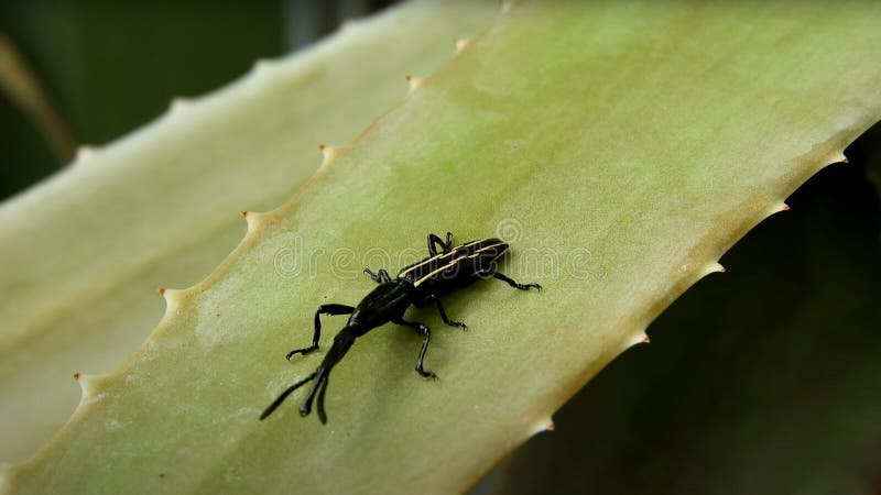 Macro Photography. World of Small Creatures. Stock Image - Image of ...