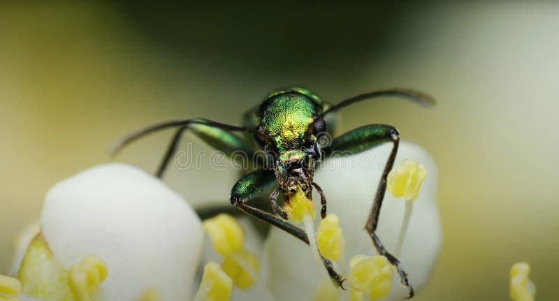 Up Close with Amazing Insects World Stock Image - Image of beetle, moth ...