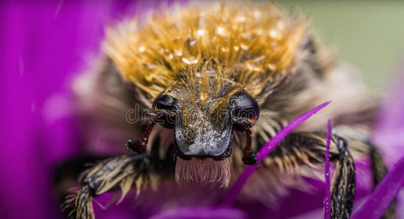 Up Close with Amazing Insects World Stock Photo - Image of insect ...