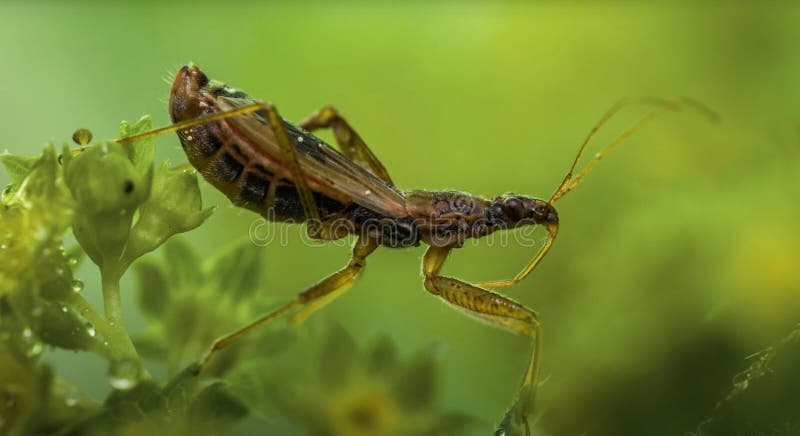 Up Close with Amazing Insects World Stock Photo - Image of insect ...