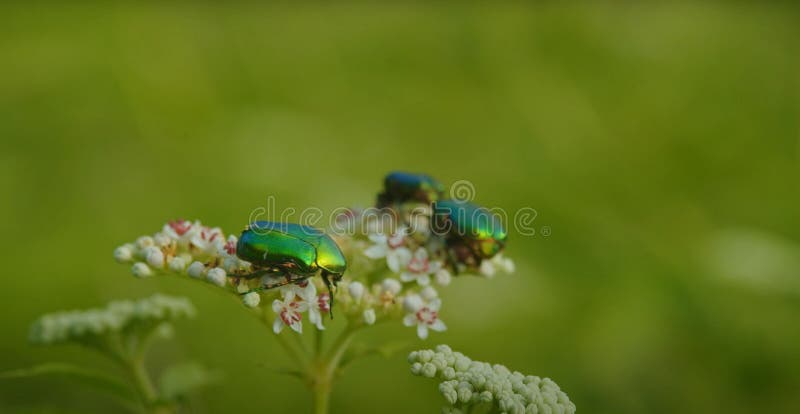 The Fascinating World of Insects Stock Image - Image of insect ...
