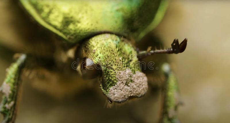 The Fascinating World of Insects Stock Image - Image of insect, moth ...