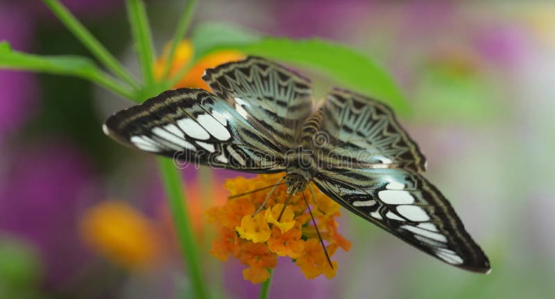 The Fascinating World of Insects Stock Image - Image of insect, animals ...