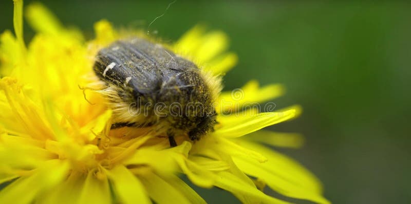 The Fascinating World of Insects Stock Image - Image of shell, divided ...