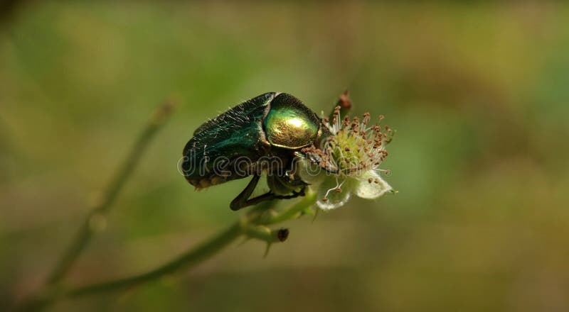 The Fascinating World of Insects Stock Photo - Image of insect ...