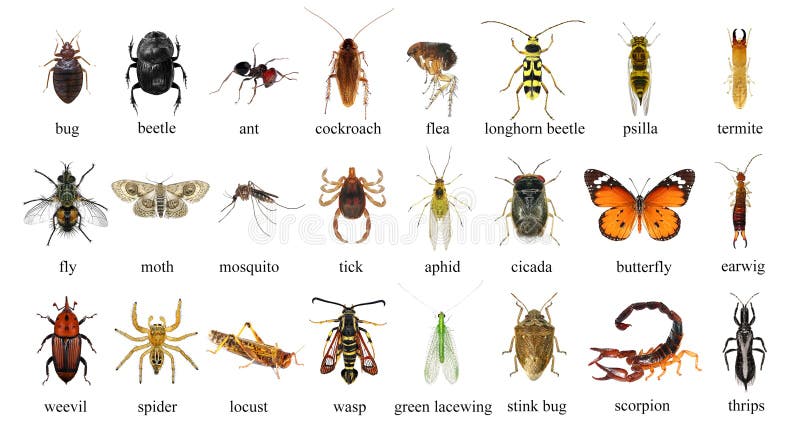 Insects Isolated on a White Background Stock Photo - Image of ...