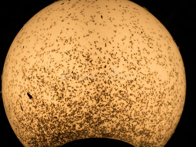 Insects in the Lamp stock photo. Image of lovely, life - 87730070