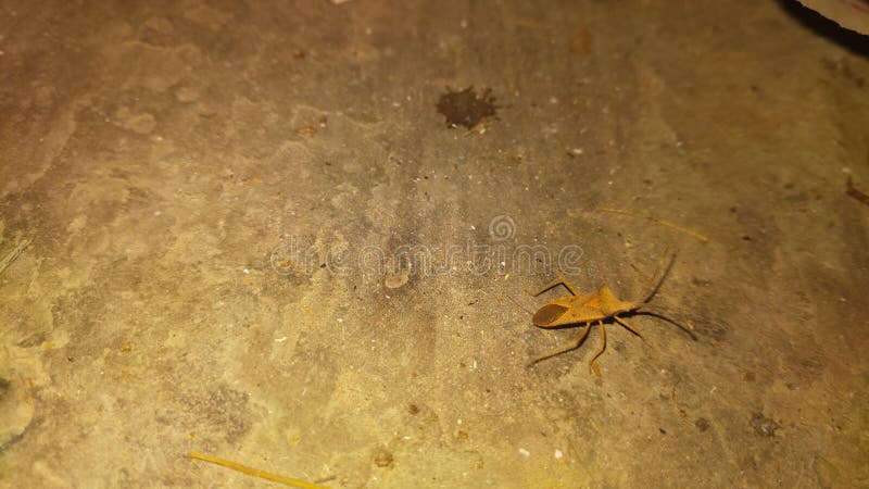 Insects on the Land Ground. Stock Image - Image of soil, wildlife ...