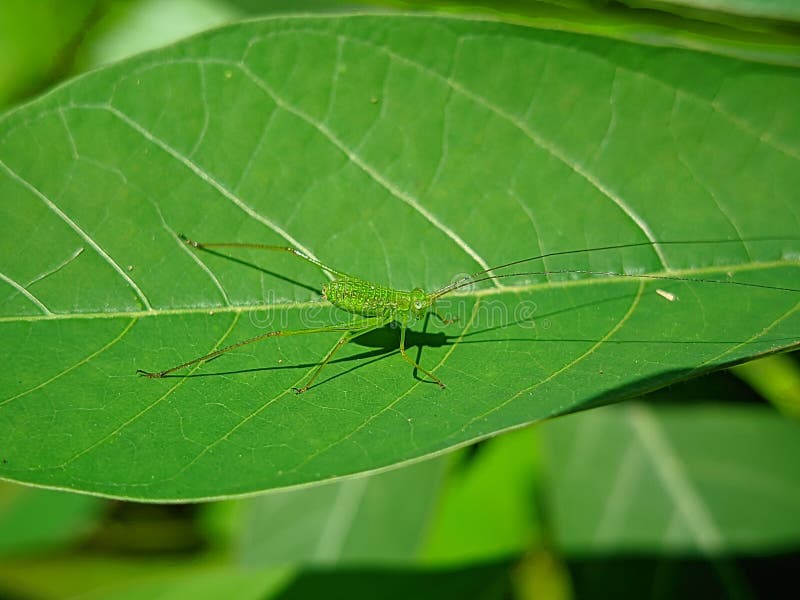 Insects that Land on Leaves Stock Image - Image of branch, leaf: 316273773
