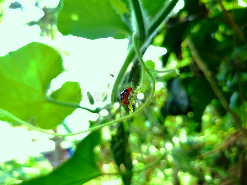 Insects that Land on Plants Stock Image - Image of plants, land: 262745977