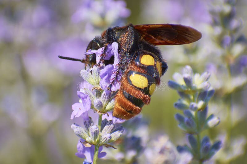 Insects on Lavender Flowers in Summer 5 Stock Photo - Image of outdoor ...