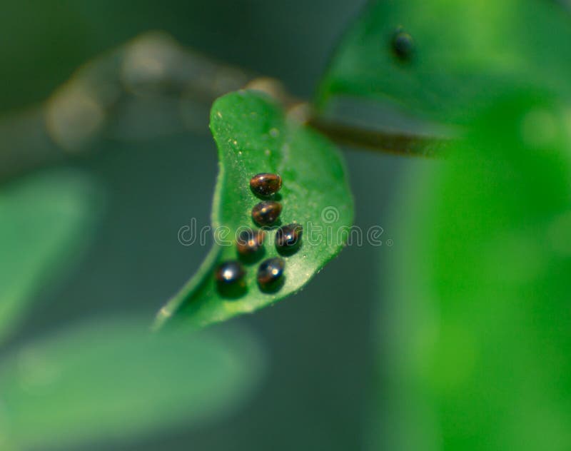 Insects Lay Eggs on the Leaves by Macro Shot Stock Photo - Image of ...
