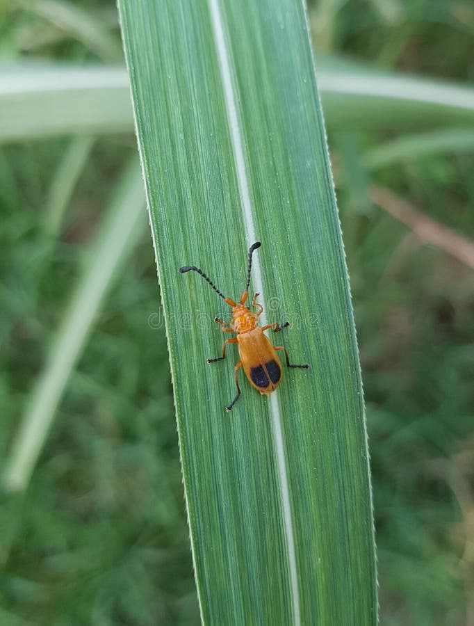 Insects Leaf Green Forest Yellow Stock Photo - Image of leaf, green ...