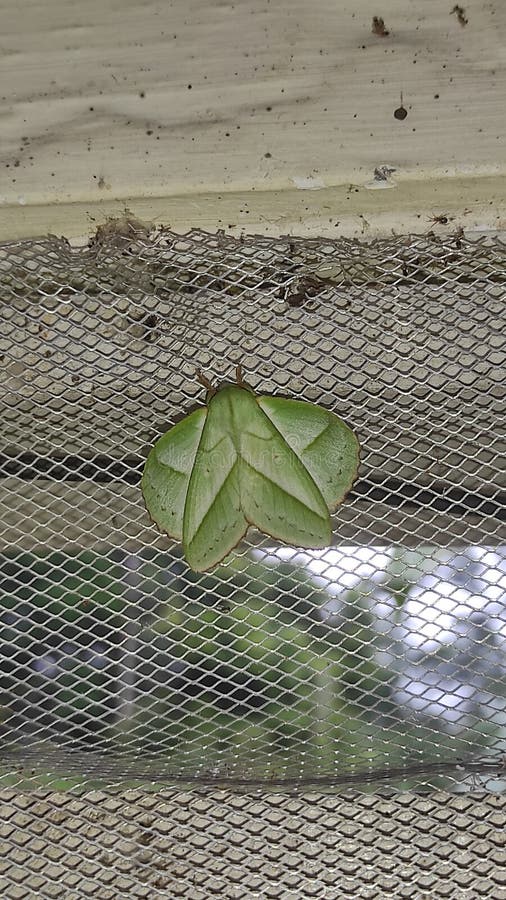Insects tree stock image. Image of leaf, insects, tree - 261812893