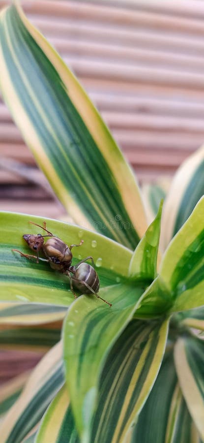 Insects on the leaves stock photo. Image of yellow, pest - 205169112
