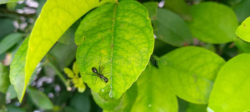 Insects on leaves stock image. Image of insects, invertebrate - 394153195