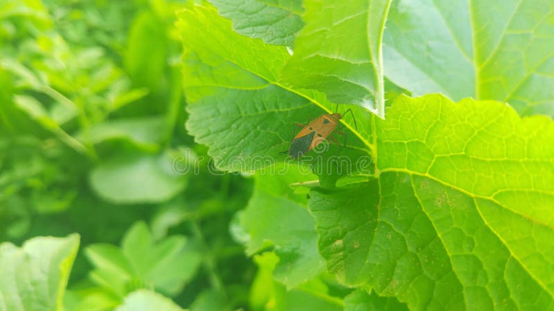Insects on the Leaves and Plants. Stock Image - Image of bugs, grass ...