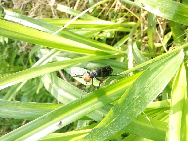 Insects on Leaves in Rice Fields Stock Image - Image of fields, black ...