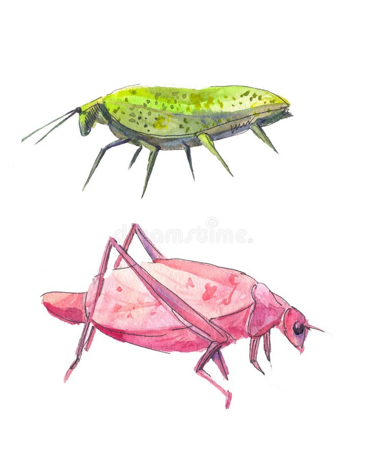 Insects Like Leaves. Pink and Green Grasshopper Stock Illustration ...