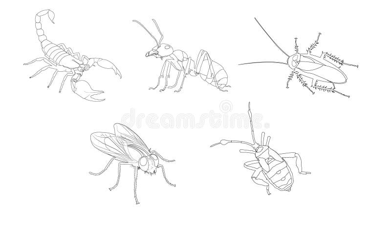 Line drawing of insects stock illustration. Illustration of scorpion ...