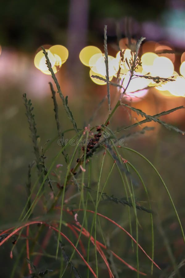 Insects that Live on Plants Stock Image - Image of live, plants: 222313849