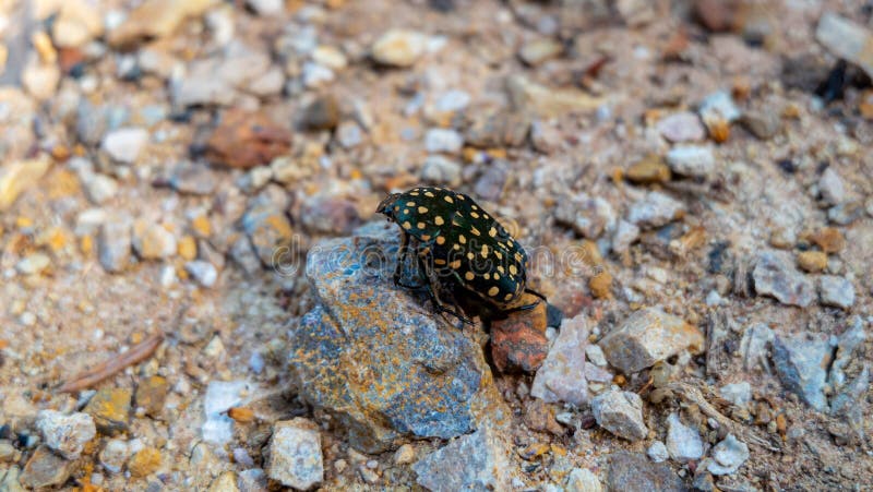 The Bug of a Black-yellow Striped Was Laying on the Ground No.2 Stock ...