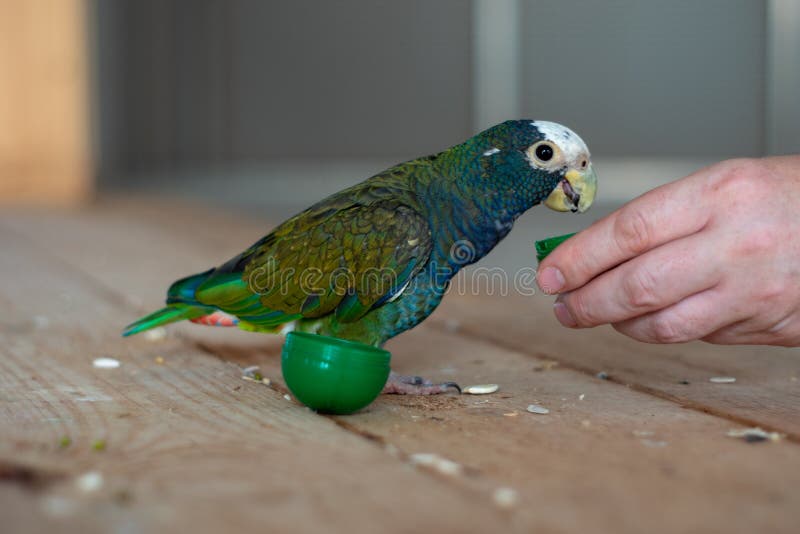 Parrot stock image. Image of animal, crawling, outdoor - 121911751