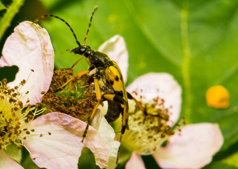 Insects macro stock photo. Image of outdoors, insect - 81283704
