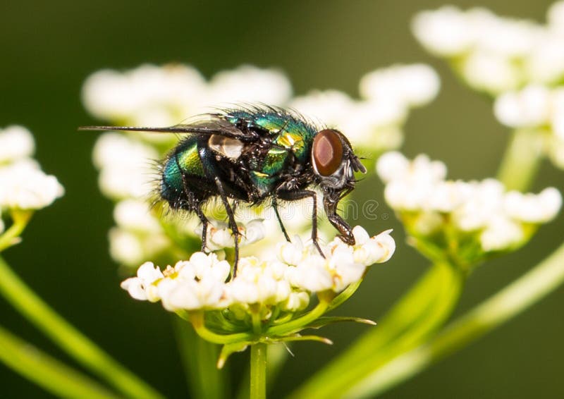 Insects macro stock photo. Image of outdoors, close, side - 81283804