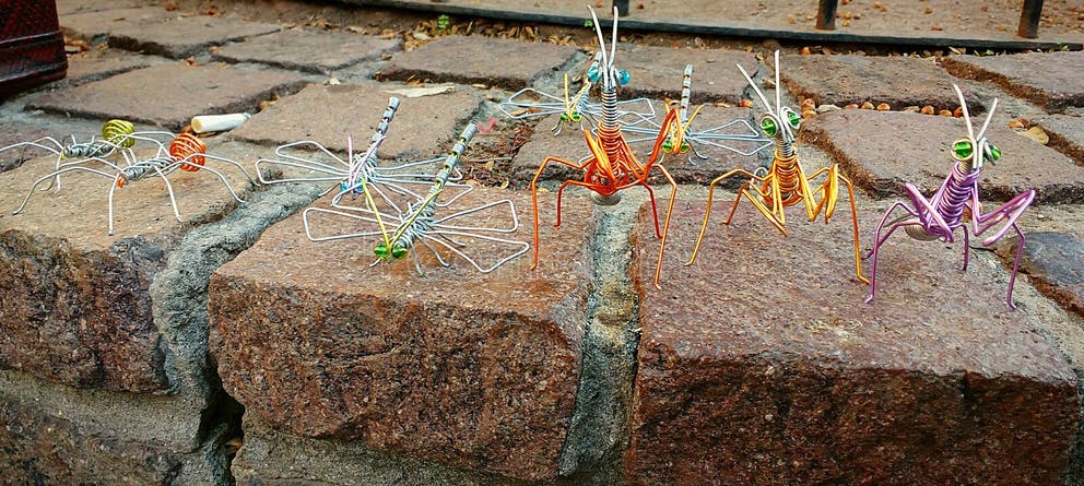 Insects stock photo. Image of wire, insects, alambre - 92425304