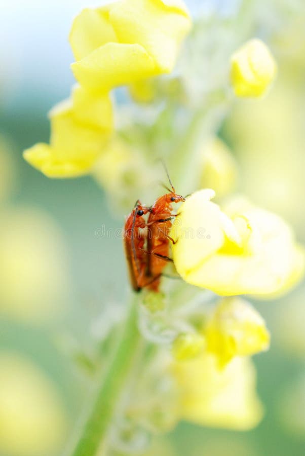 Insects Mating on a Black Mullein or Dark Mullein Stock Image - Image ...