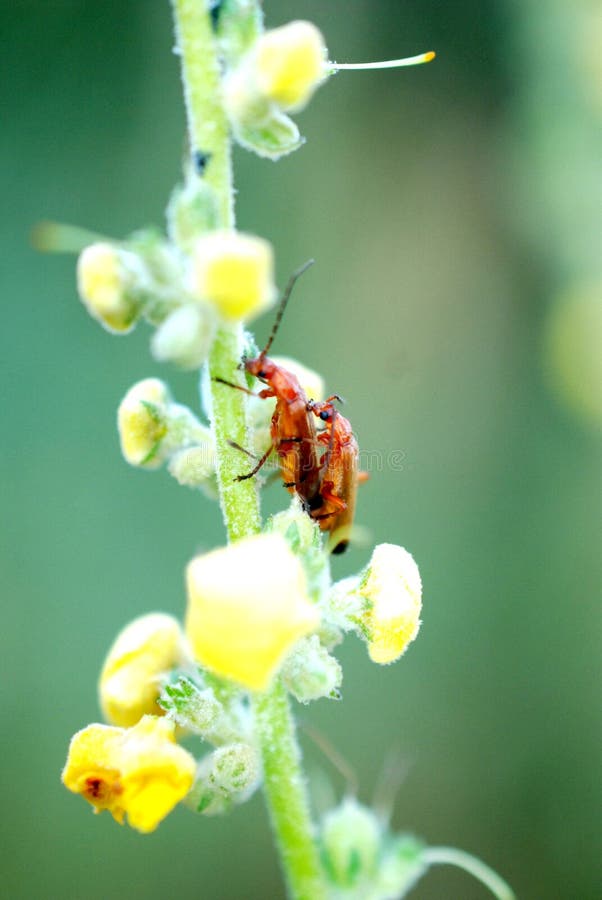 Insects Mating on a Black Mullein or Dark Mullein Stock Photo - Image ...
