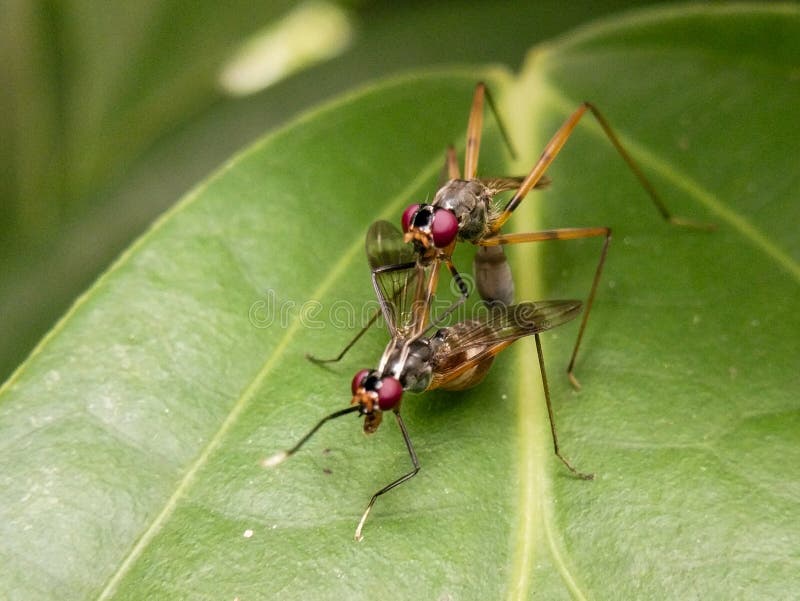 Insects are mating stock photo. Image of pest, flower - 313602786
