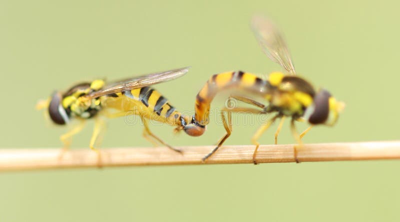 Insects mating stock photo. Image of mating, marini, beatiful - 48657032