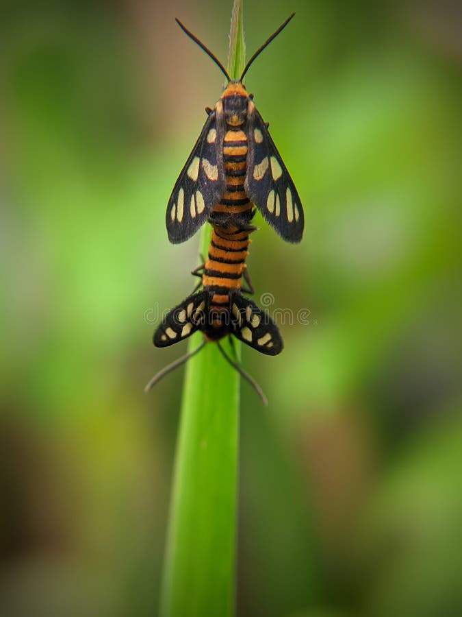 Insects are Mating in the Park Near the House Stock Image - Image of ...