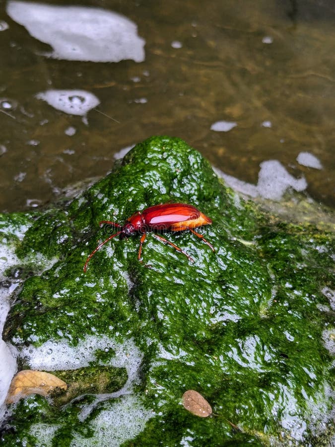 Insects on moss, puddles stock image. Image of green - 349630953