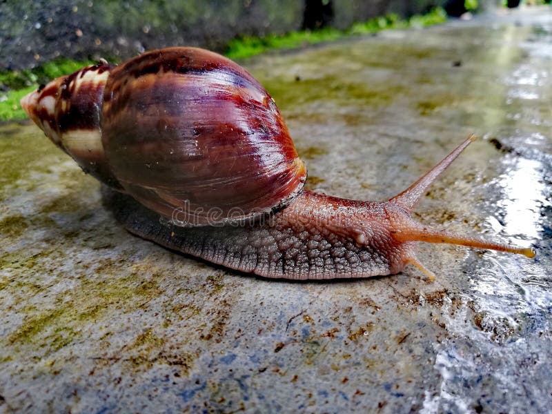 Insects stock photo. Image of invertebrate, food, leaf - 193105958