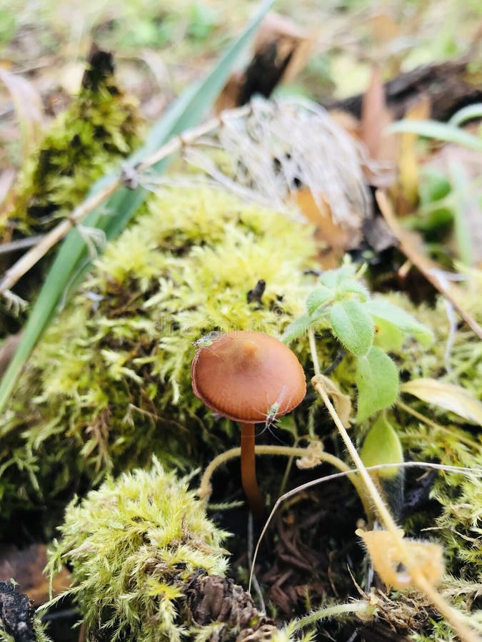 Insects on a mushroom stock photo. Image of garden, woodland - 235218130
