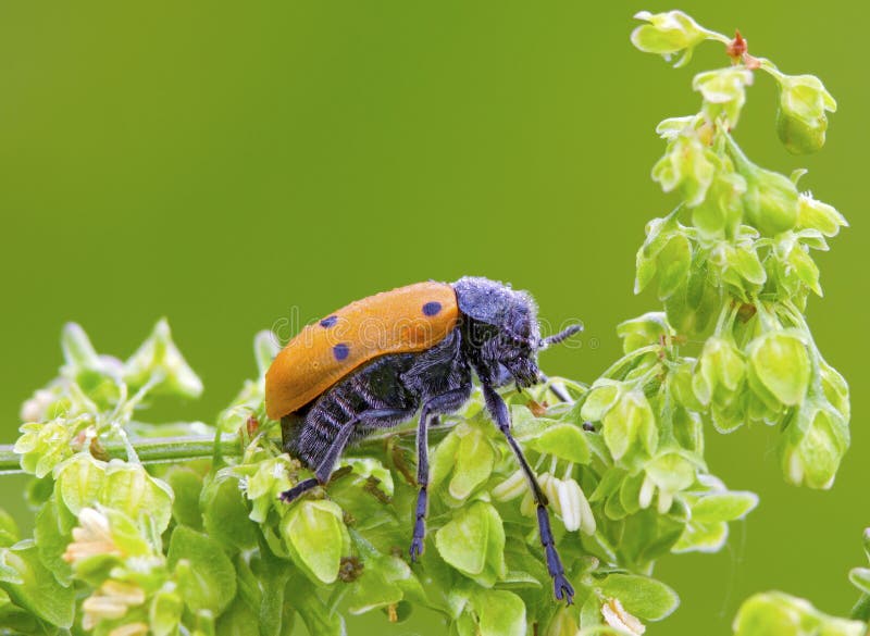 175 Beatles Insects Stock Photos - Free & Royalty-Free Stock Photos ...