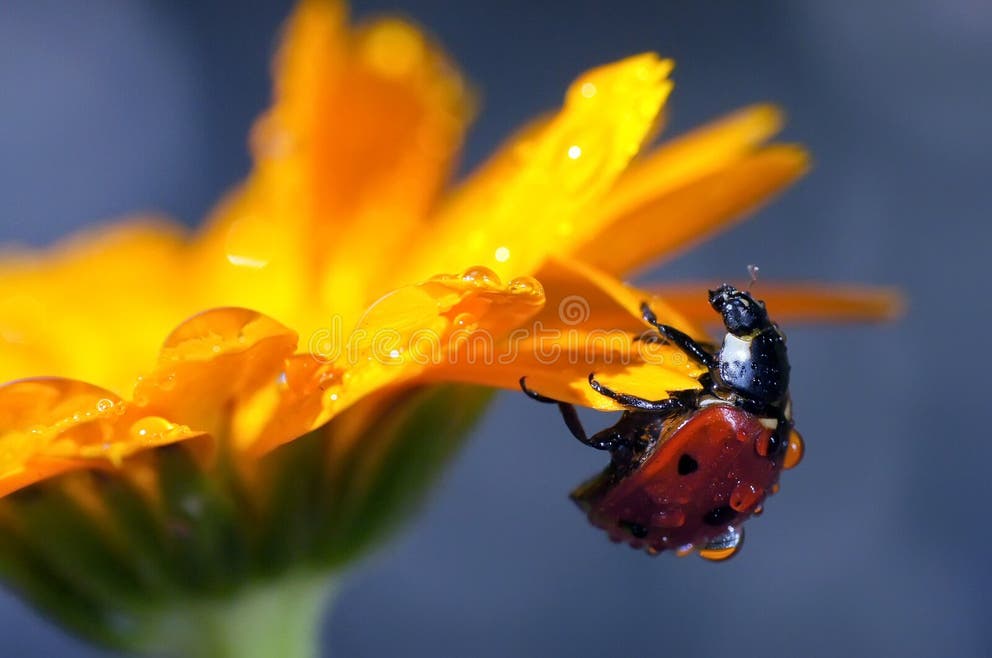 Insects in the nature stock image. Image of nature, insects - 25405813