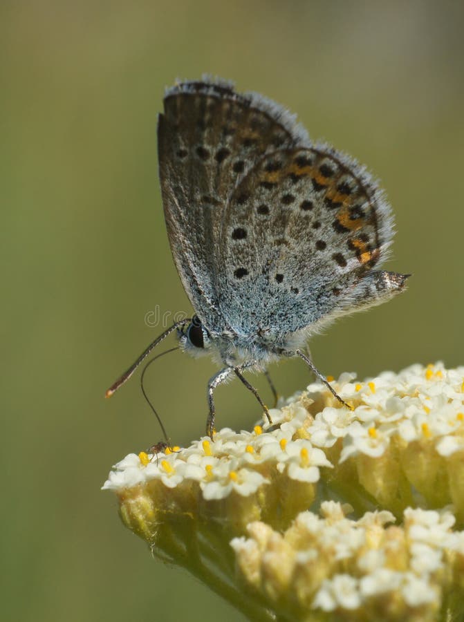 Insects in the nature stock photo. Image of butterfly - 25405888