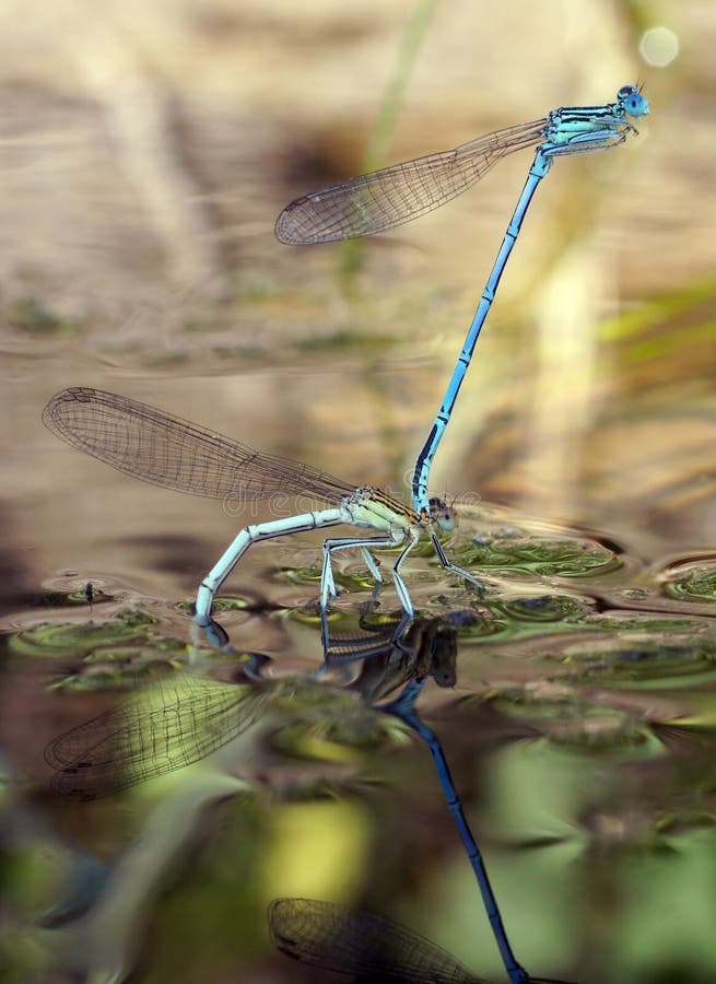 Insects in the nature stock image. Image of background - 25405943