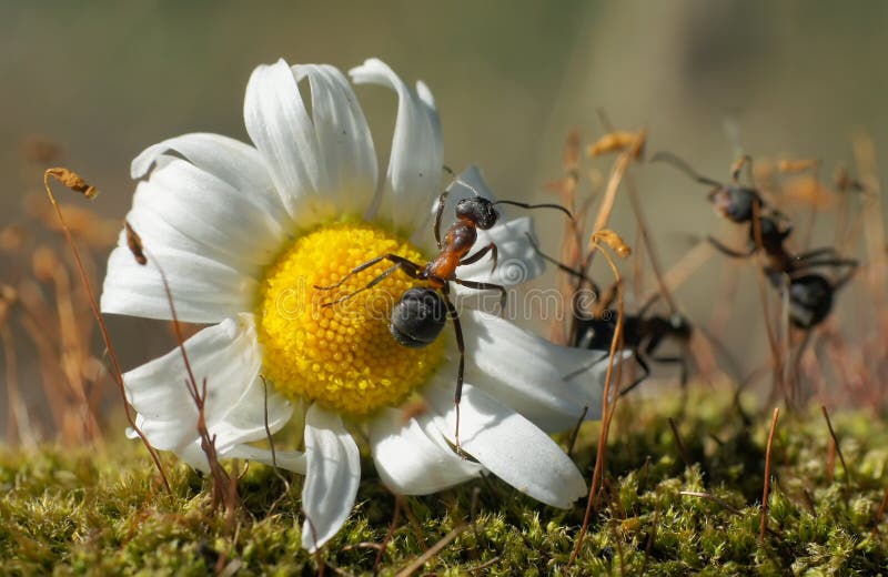 Insects in the nature stock photo. Image of hardworking - 27094858
