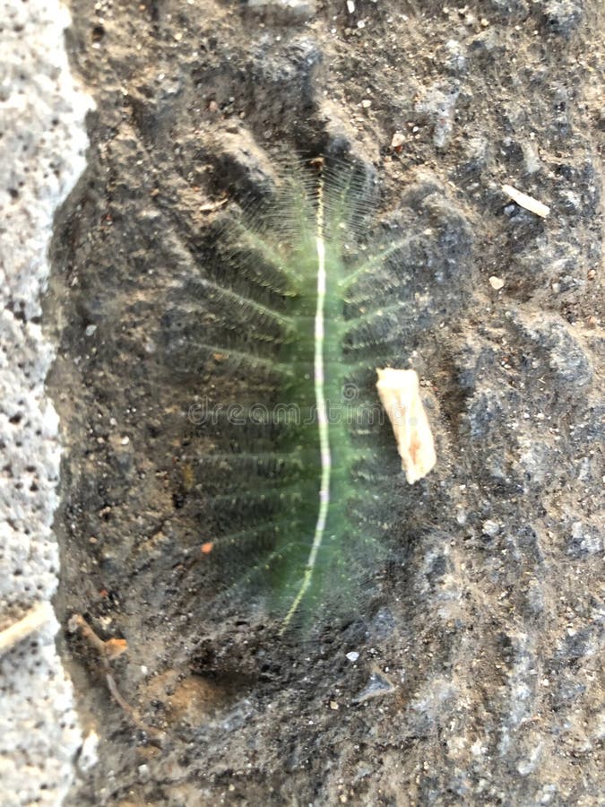 Insects of Nature and Biodiversity Stock Image - Image of biodiversity ...